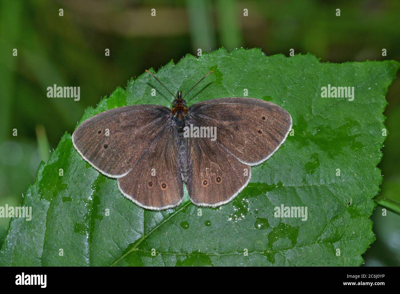 Common ringlet butterfly hi-res stock photography and images - Alamy