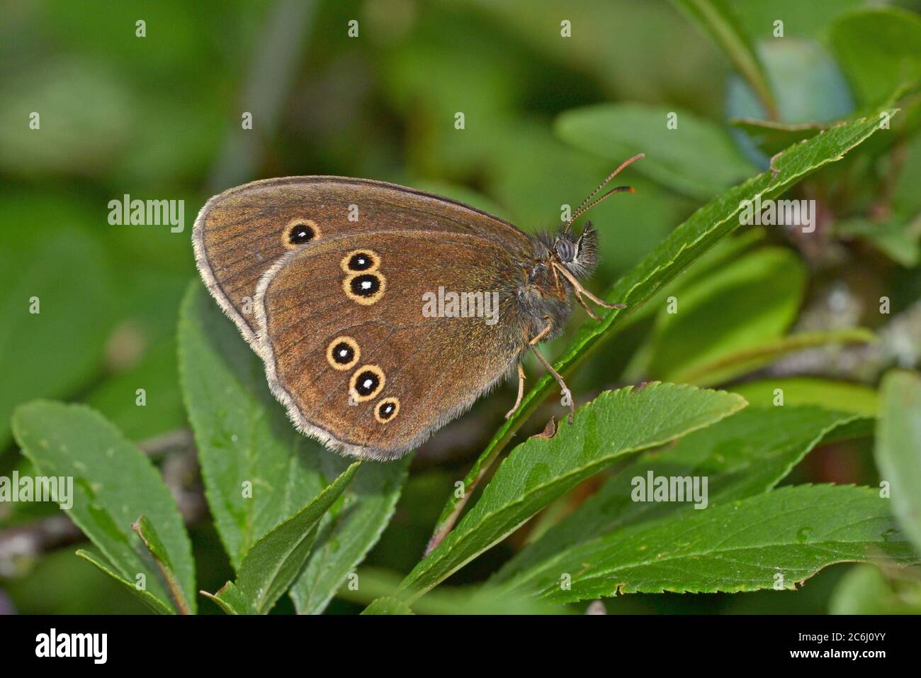 Common ringlet butterfly hi-res stock photography and images - Alamy