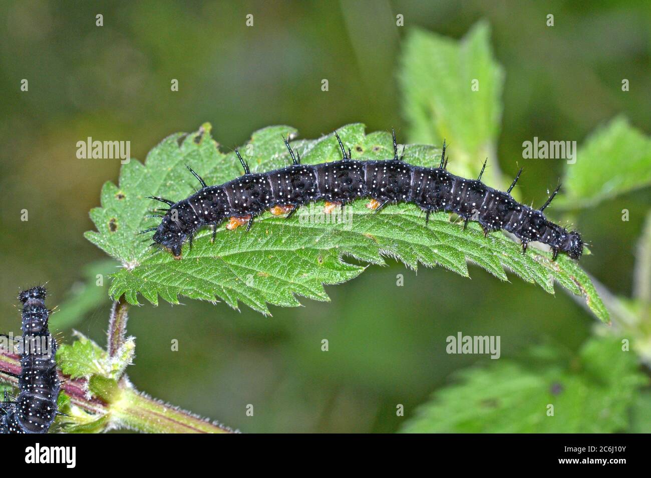 Peacock butterfly caterpillar hi-res stock photography and images - Alamy