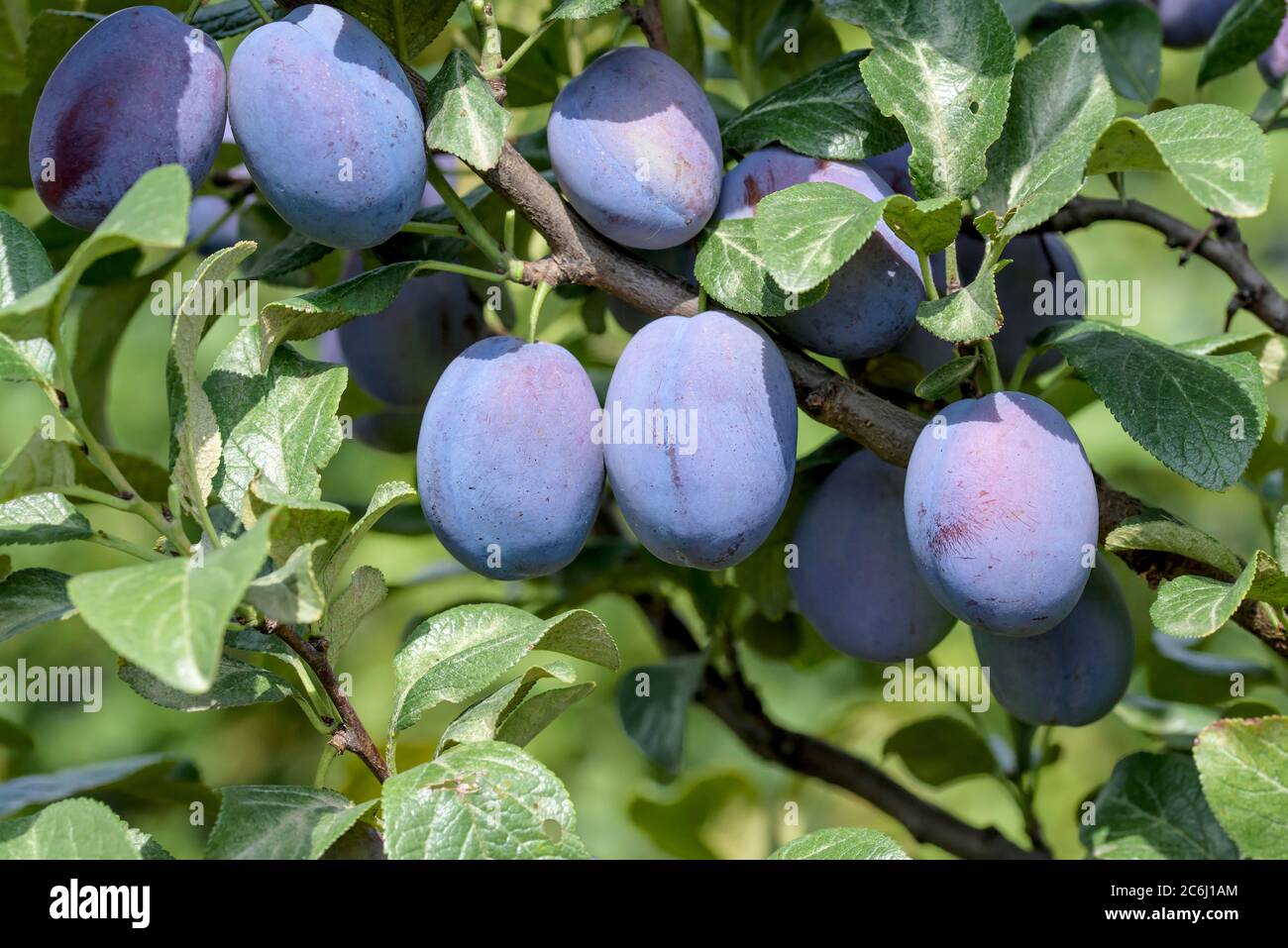 Plum haganta hi-res stock photography and images - Alamy