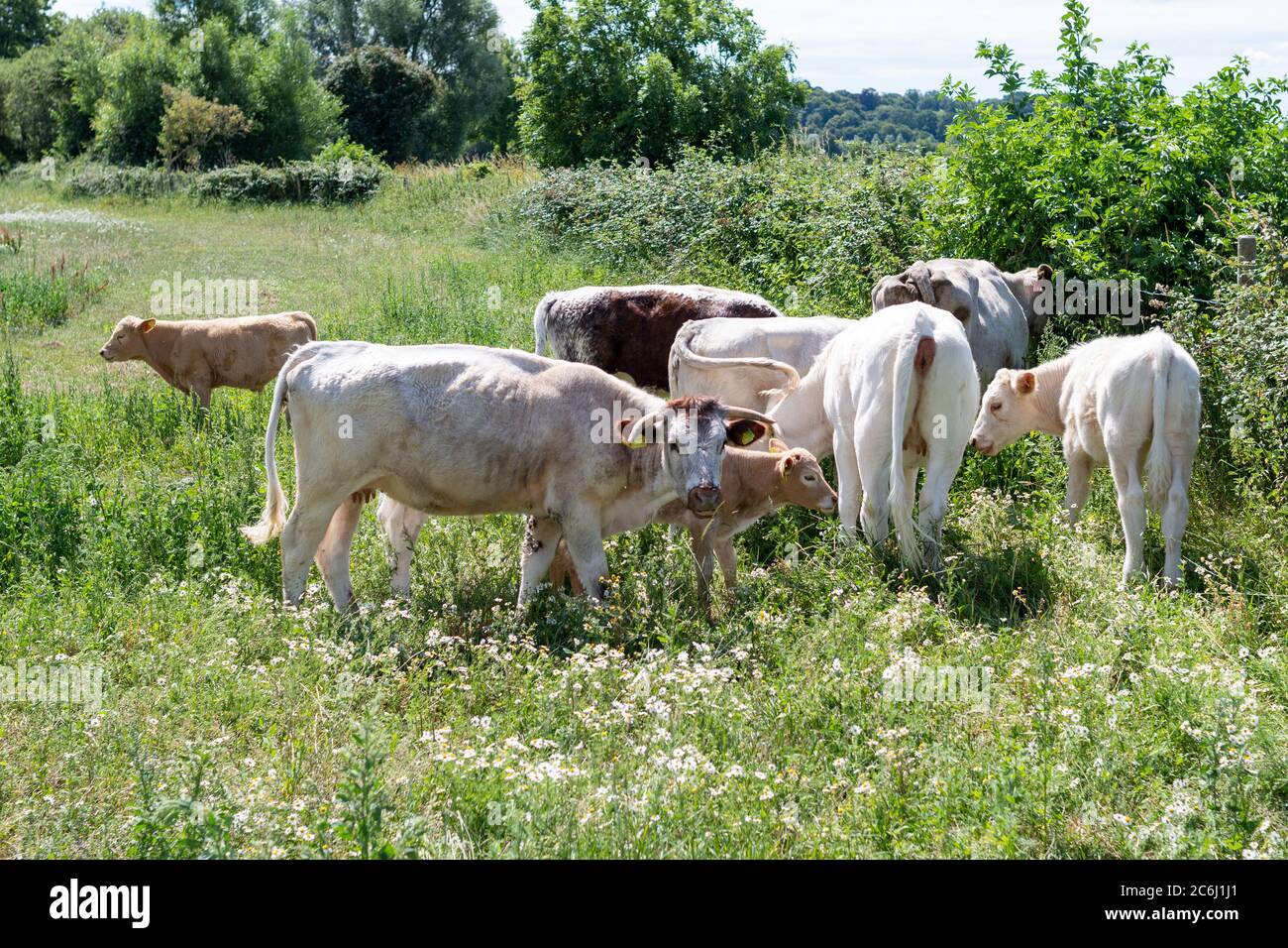 Light coloured cattle hi-res stock photography and images - Alamy