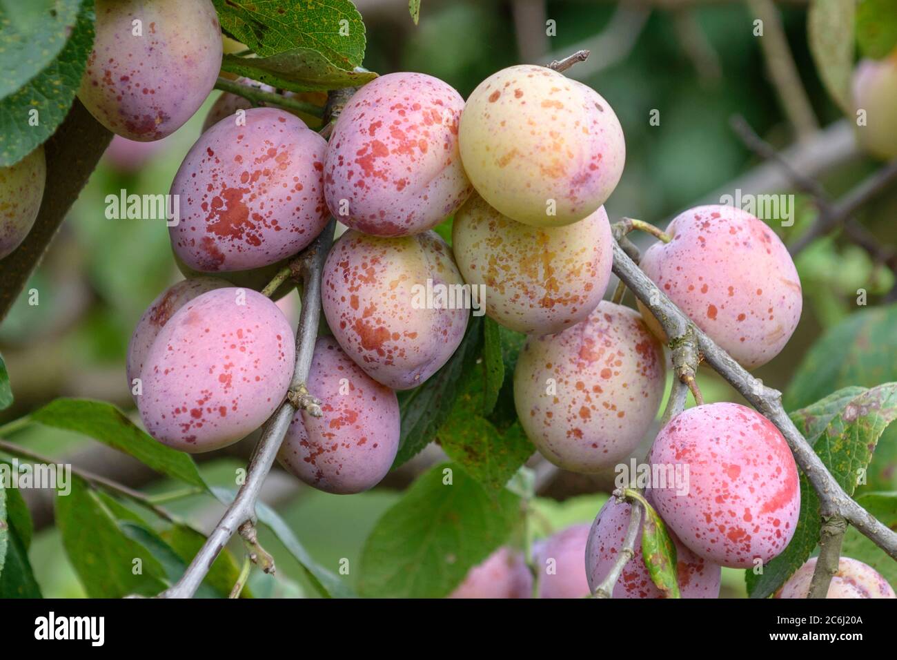 Prunus domestica queen victoria hi-res stock photography and images - Alamy