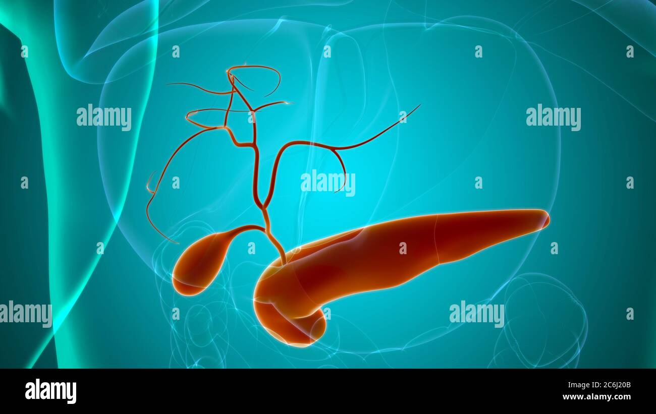 Gall Bladder Human Digestive System Anatomy For Medical Concept 3D ...
