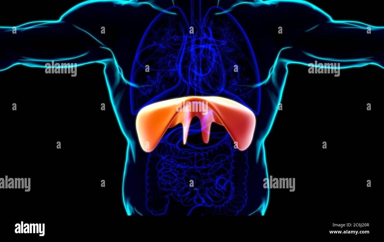 Diaphragm Human Respiratory System Anatomy For Medical Concept 3D ...