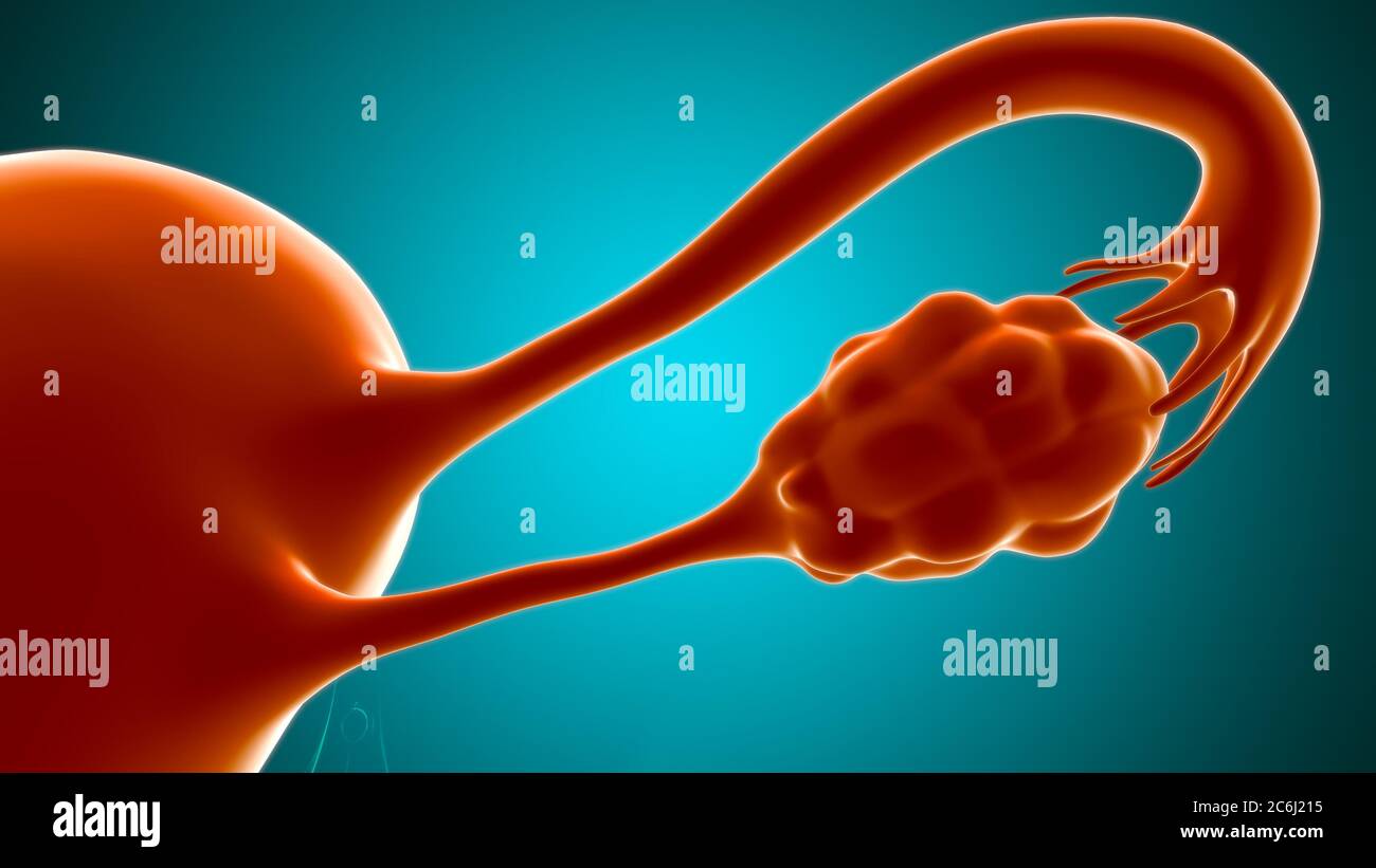 Female Reproductive System Anatomy For Medical Concept 3D Illustration ...