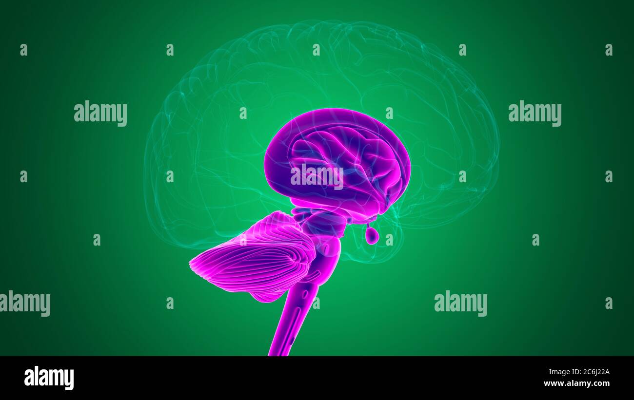 Human Brain inner parts Anatomy For Medical Concept 3D Illustration ...