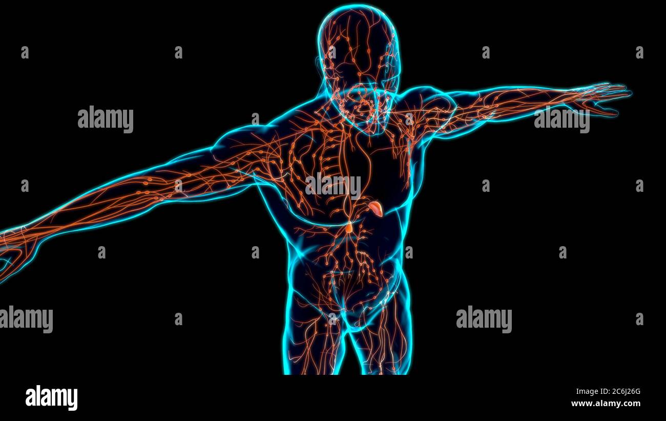 Human Lymph Nodes Anatomy For Medical Concept 3D Illustration Stock ...