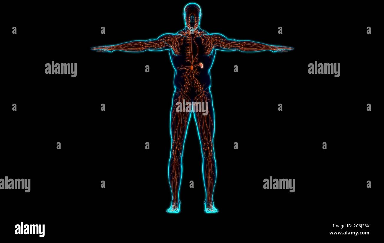 Human Lymph Nodes Anatomy For Medical Concept 3D Illustration Stock ...