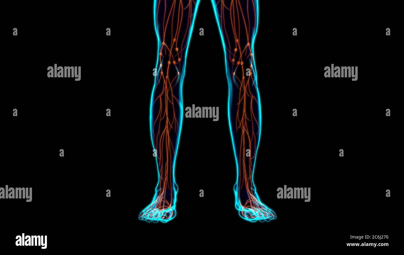 Human Lymph Nodes Anatomy For Medical Concept 3D Illustration Stock ...