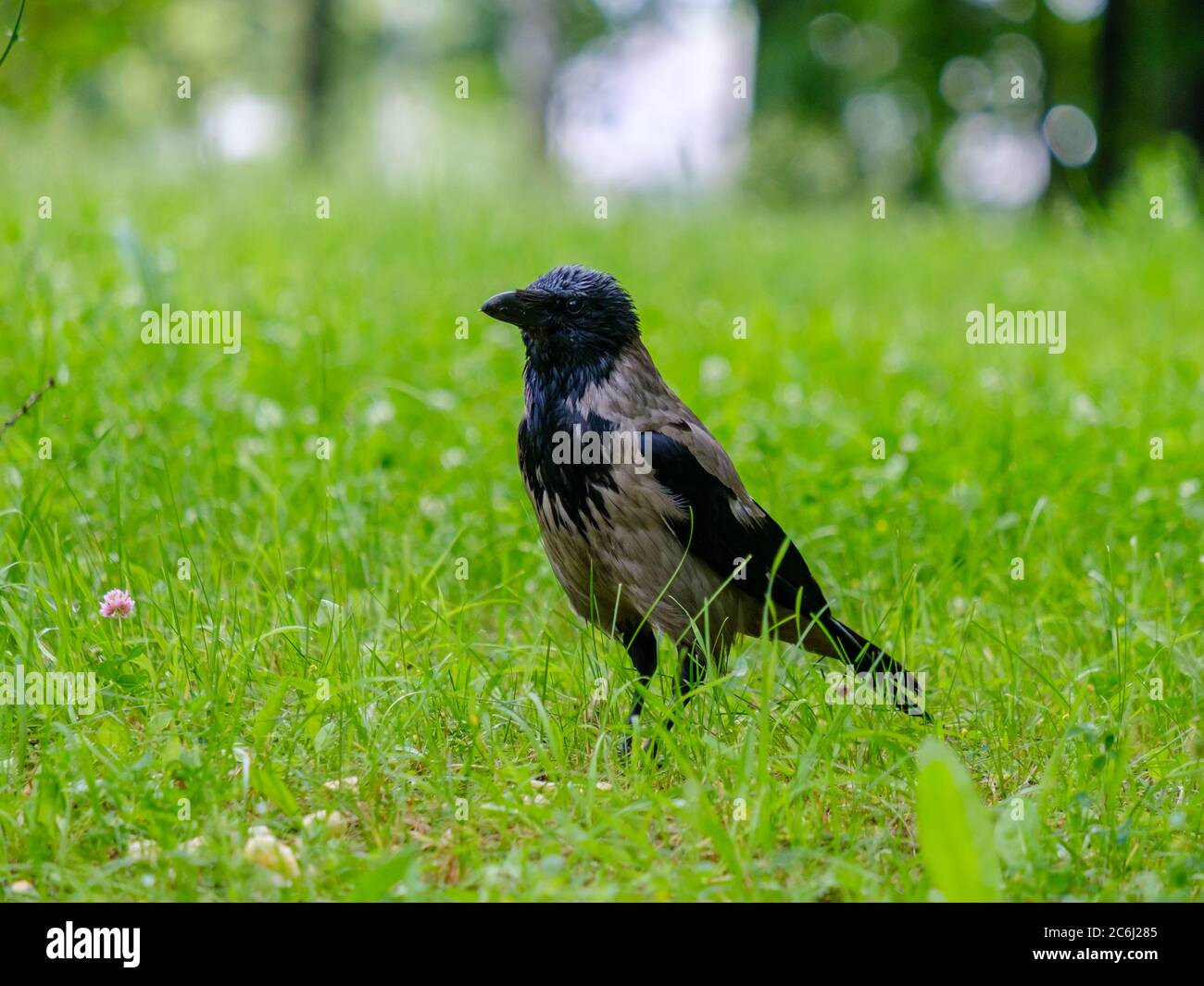 Selective focus on a gray raven holding corn sticks in its beak. Golden ...