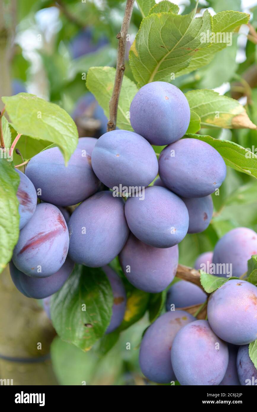 Zwetsche Prunus domestica President, Prune Prunus domestica President ...