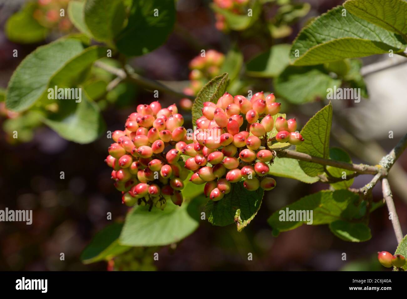 Hoarwithy hi-res stock photography and images - Alamy
