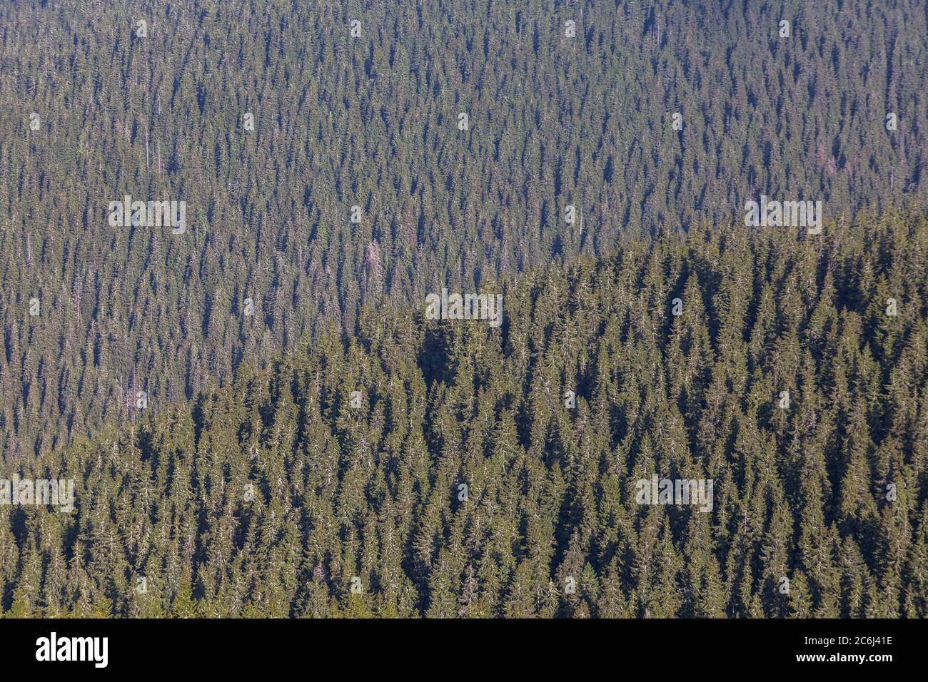 Aerial landscape view of the woodland background forming a graphic ...
