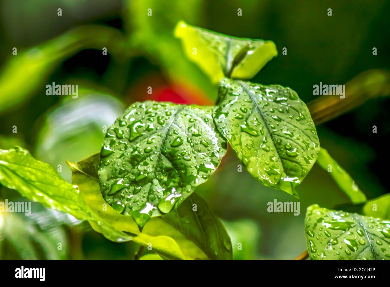 Green leaf with Rain drops Stock Photo - Alamy