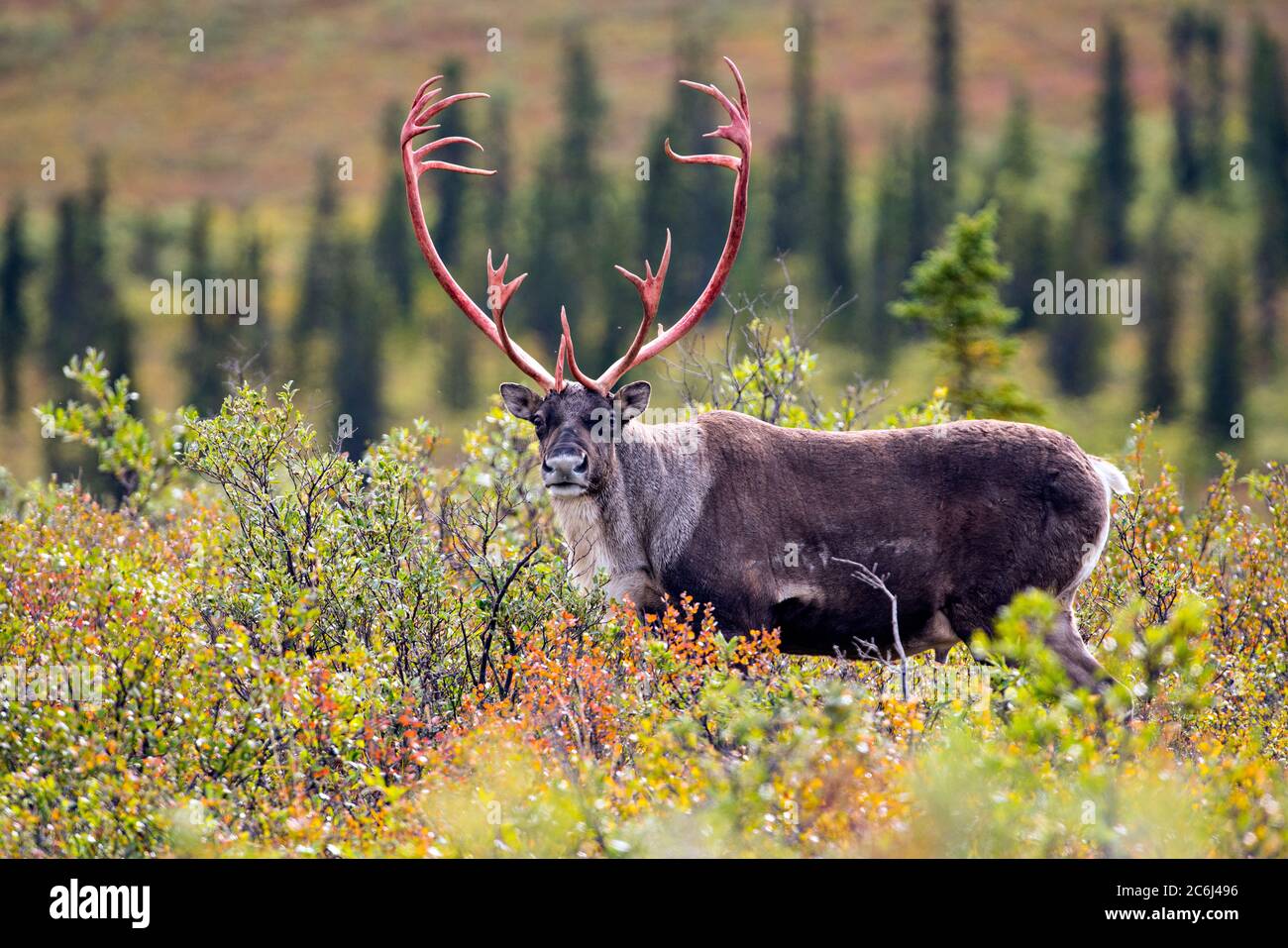 Bull caribou shed velvet Stock Photo - Alamy
