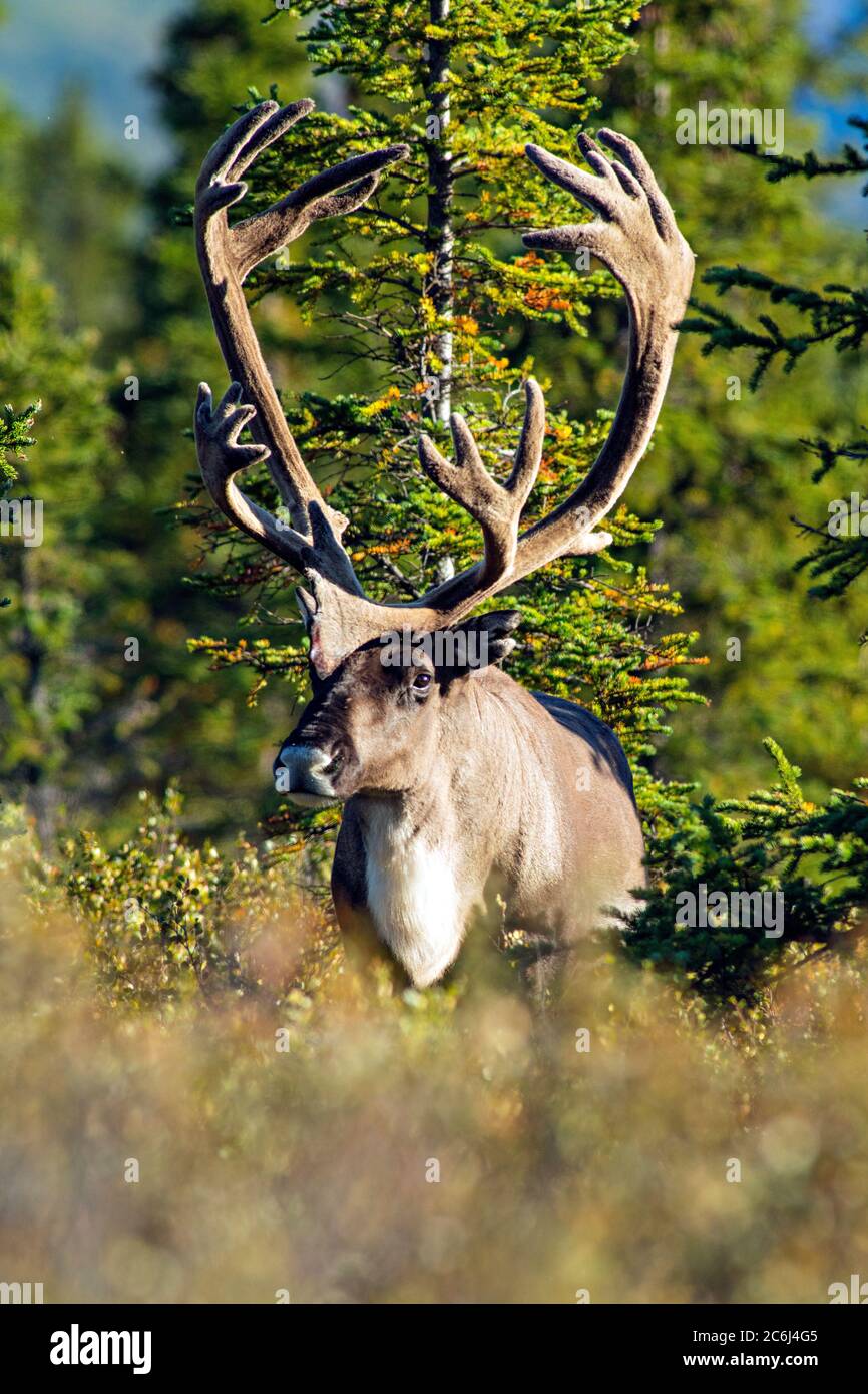 Bull caribou in velvet Stock Photo - Alamy