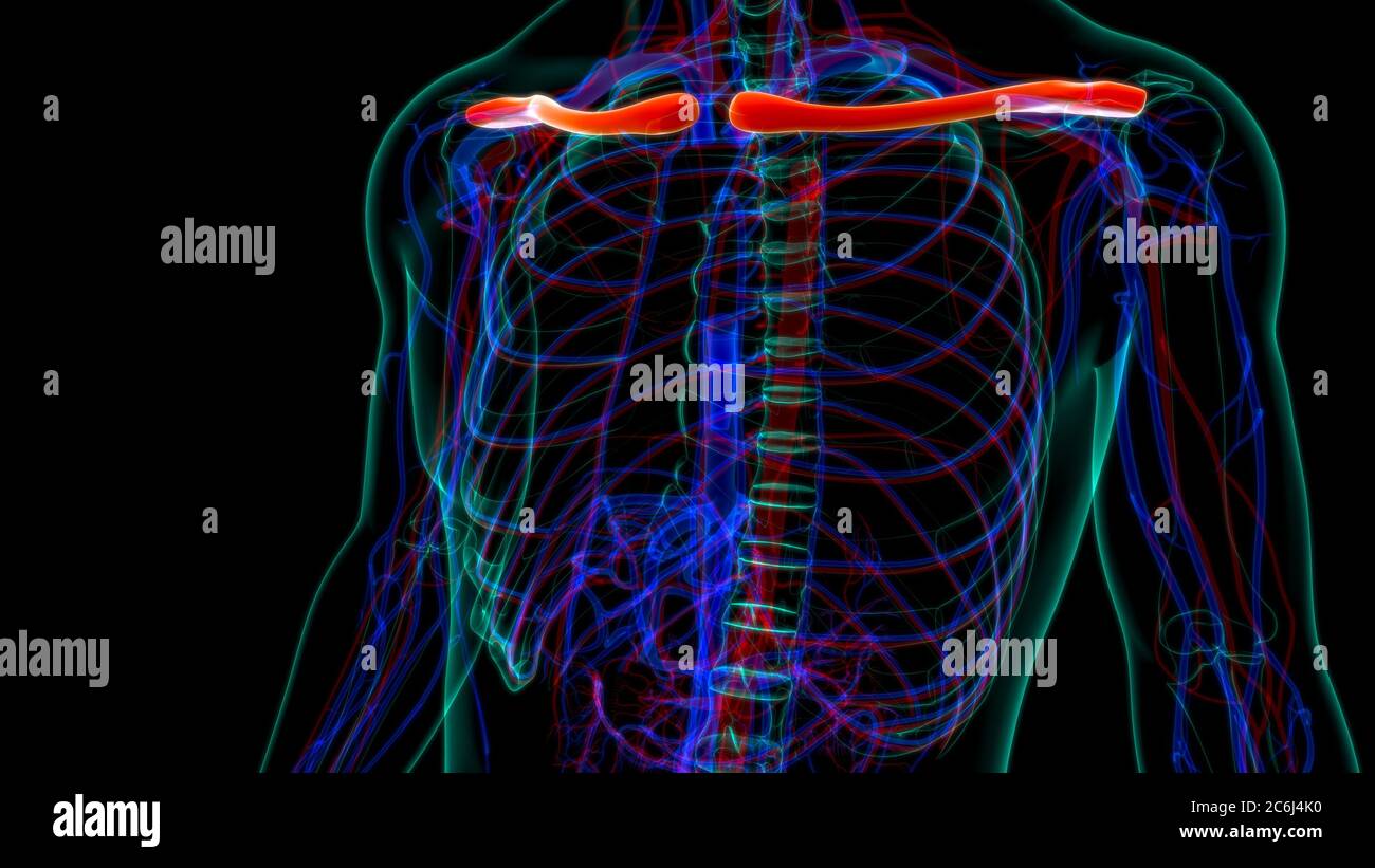 Human skeleton anatomy Clavicle Bones 3D Rendering For Medical Concept ...