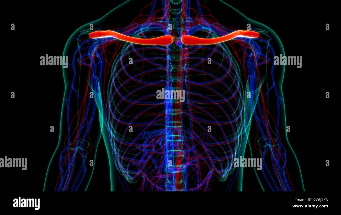 Human skeleton anatomy Clavicle Bones 3D Rendering For Medical Concept ...