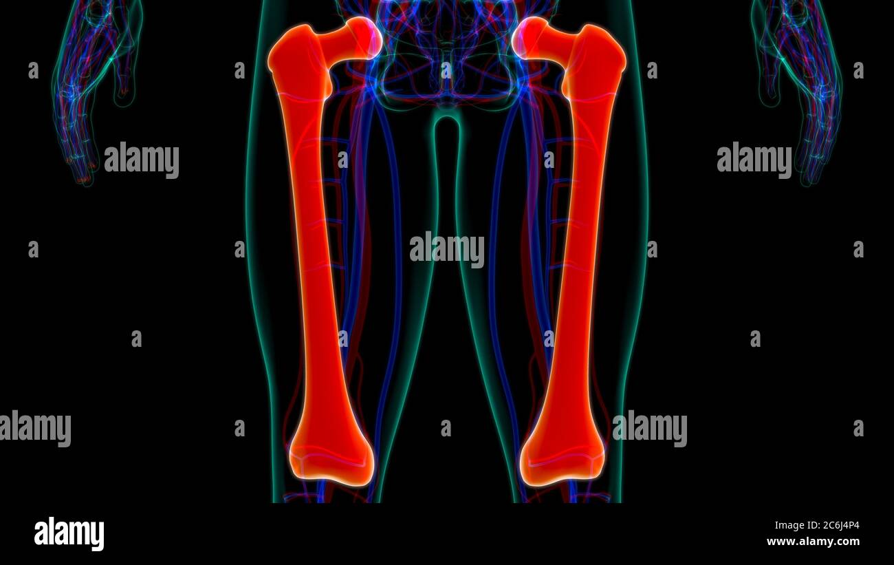 Human skeleton anatomy Femur Bone 3D Rendering For Medical Concept ...