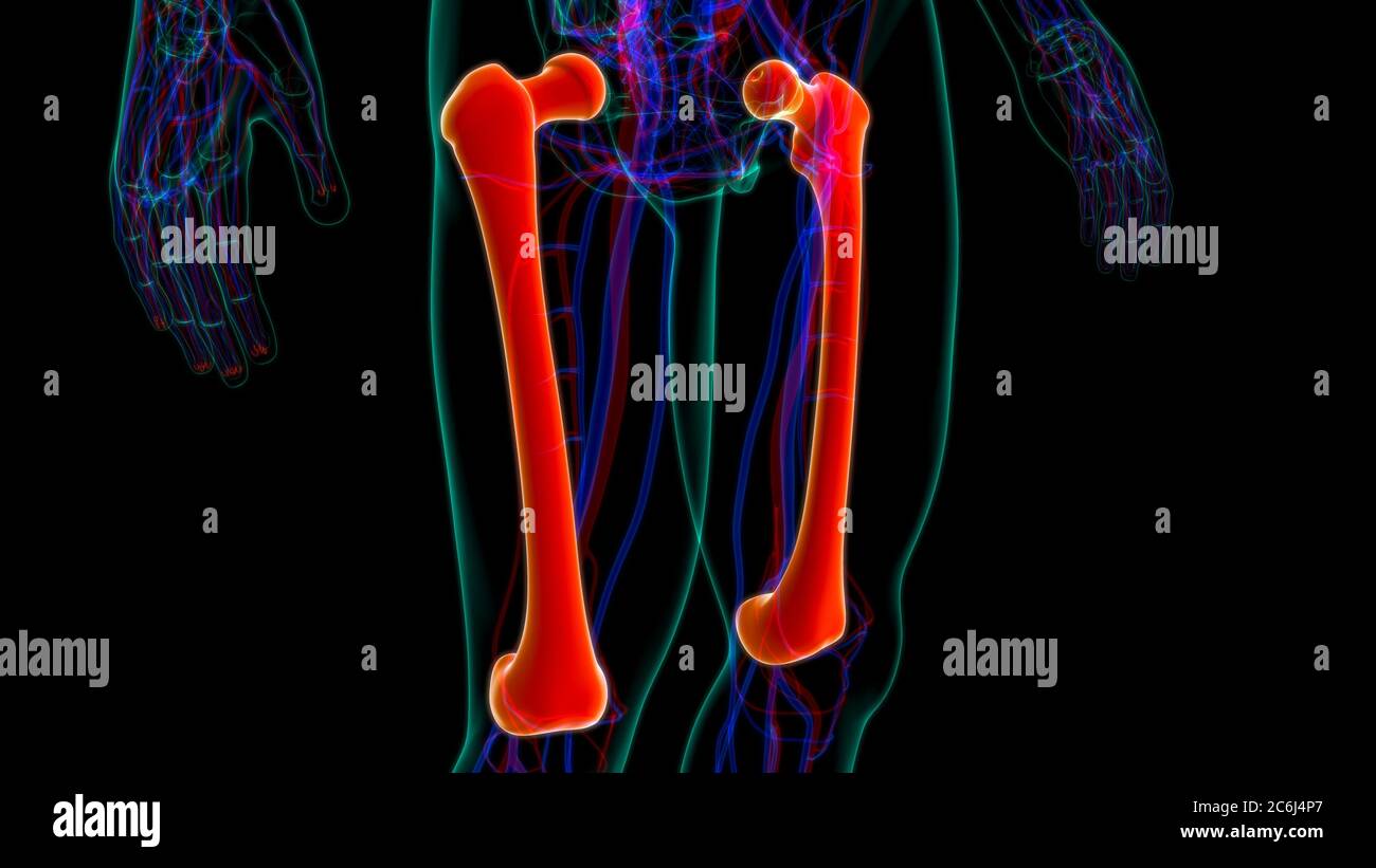 Human skeleton anatomy Femur Bone 3D Rendering For Medical Concept ...