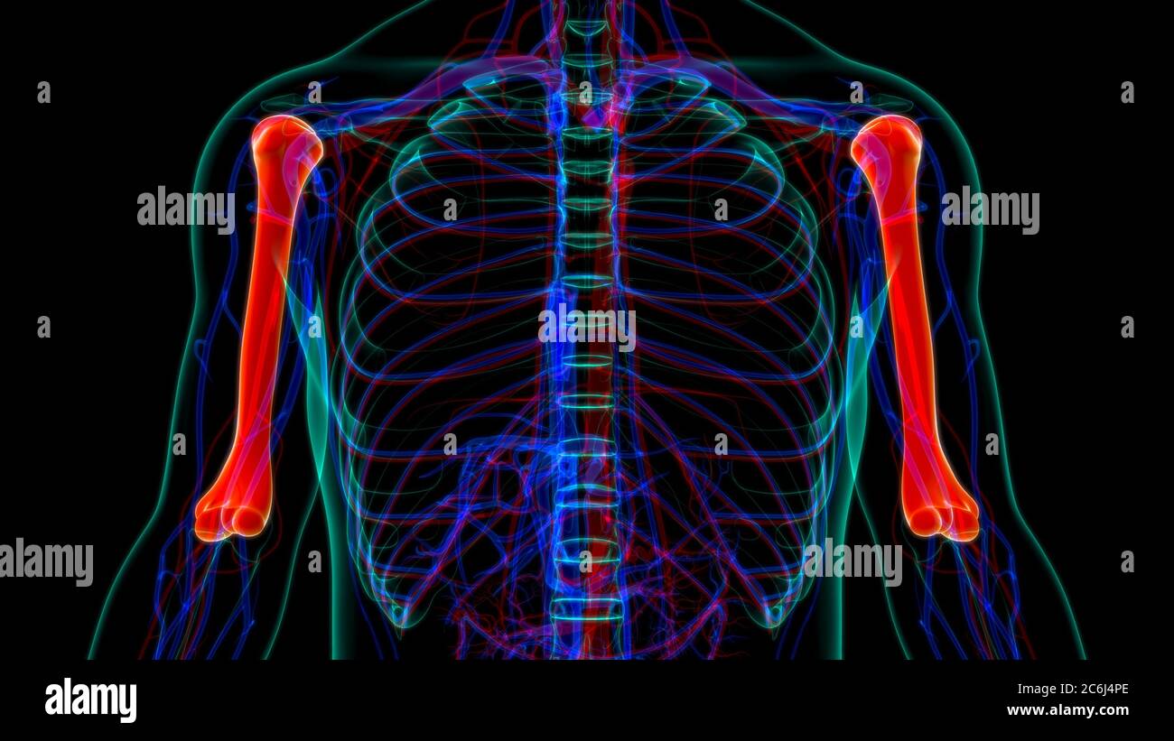Human skeleton anatomy Humerus Bone 3D Rendering For Medical Concept ...