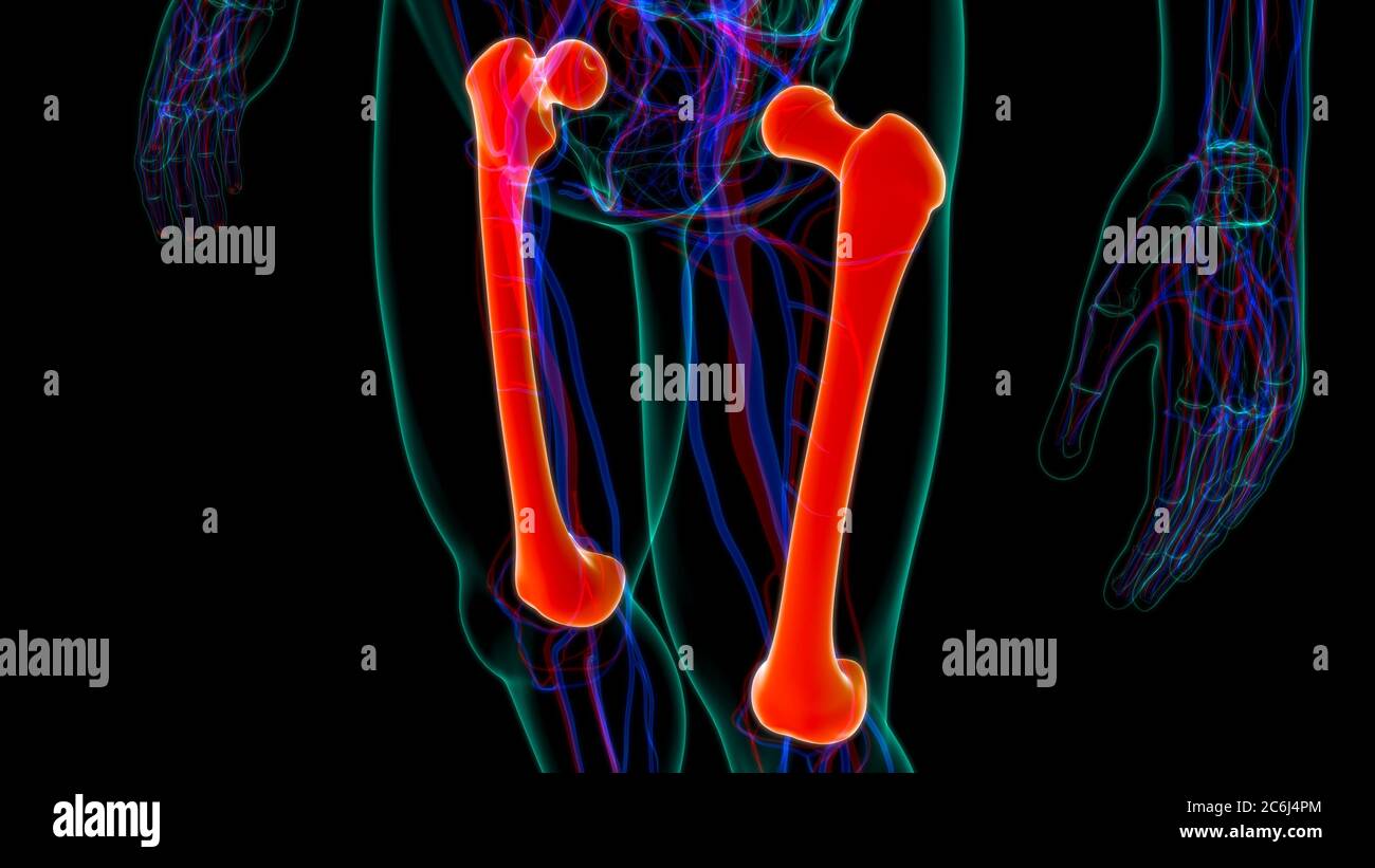 Human skeleton anatomy Femur Bone 3D Rendering For Medical Concept ...