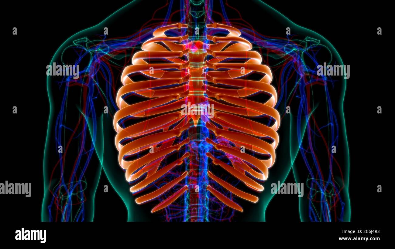Human skeleton anatomy Rib Cage 3D Rendering For Medical Concept Stock ...