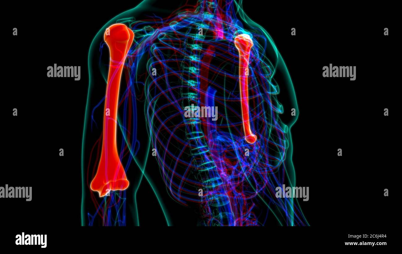 Human skeleton anatomy Humerus Bone 3D Rendering For Medical Concept ...