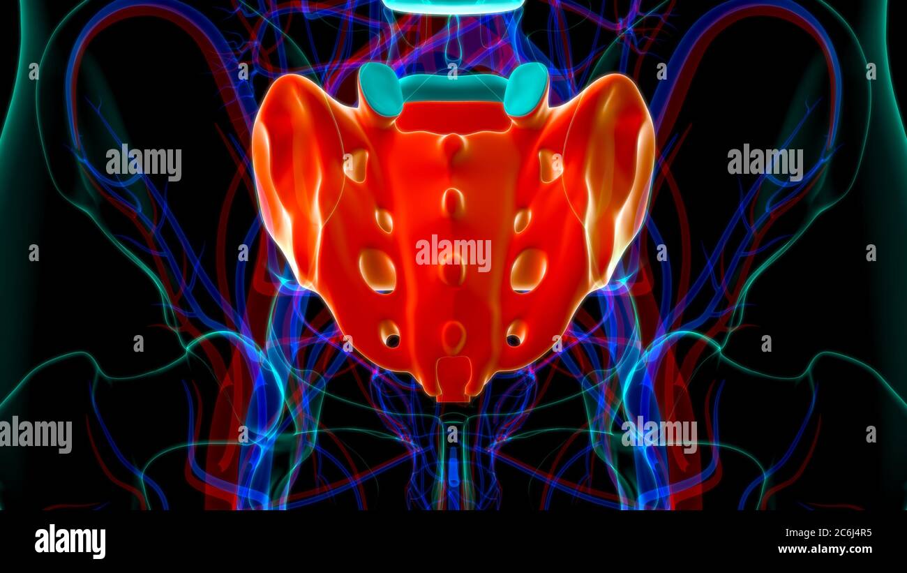Human skeleton anatomy Sacral Bone 3D Rendering For Medical Concept ...