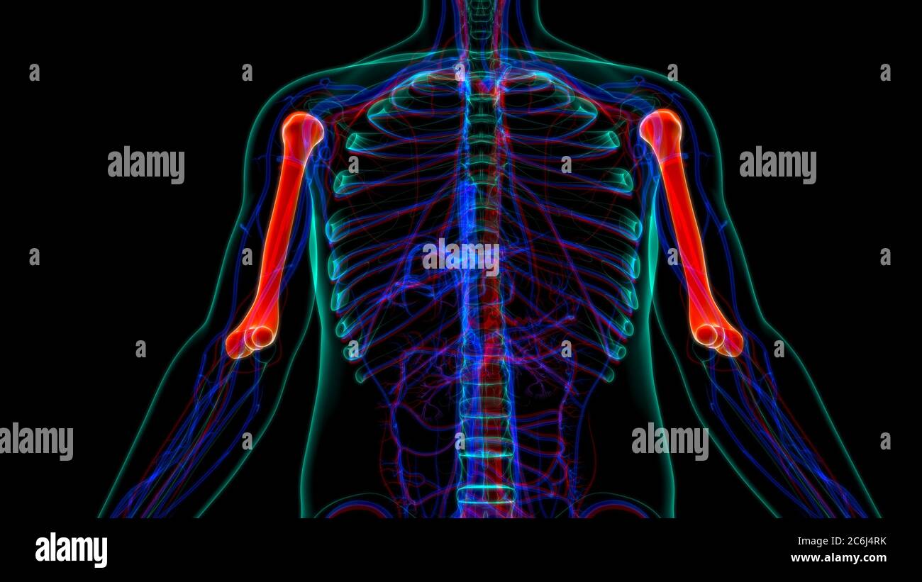 Human skeleton anatomy Humerus Bone 3D Rendering For Medical Concept ...