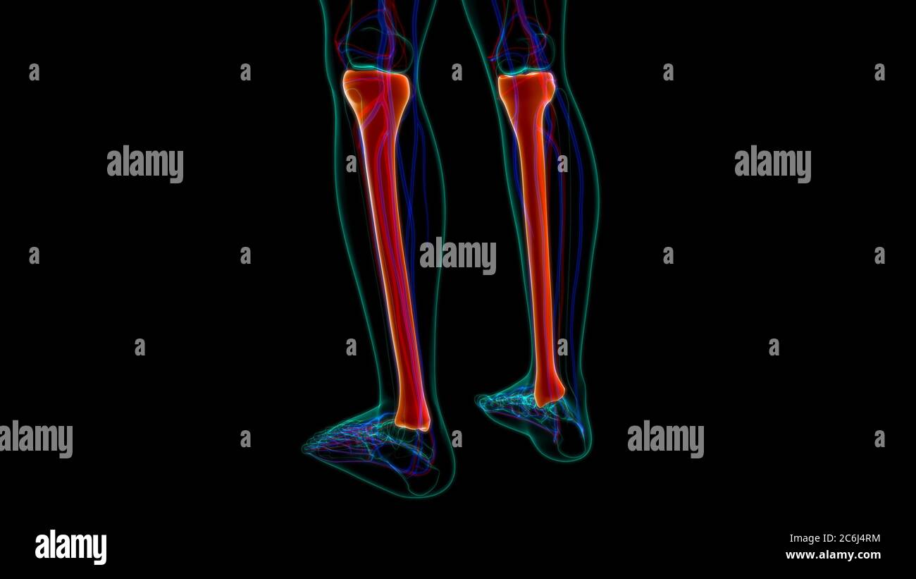 Human skeleton anatomy Tibia Bone 3D Rendering For Medical Concept ...