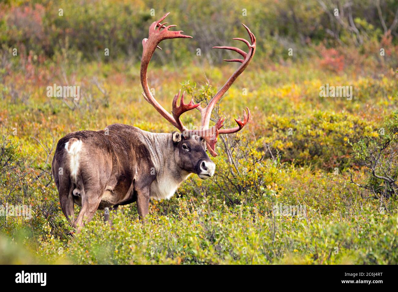 Male caribou shed velvet hi-res stock photography and images - Alamy