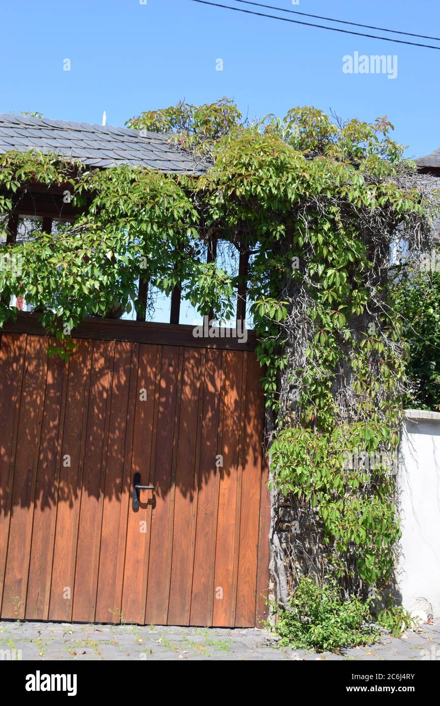plant growing across at gate Stock Photo - Alamy