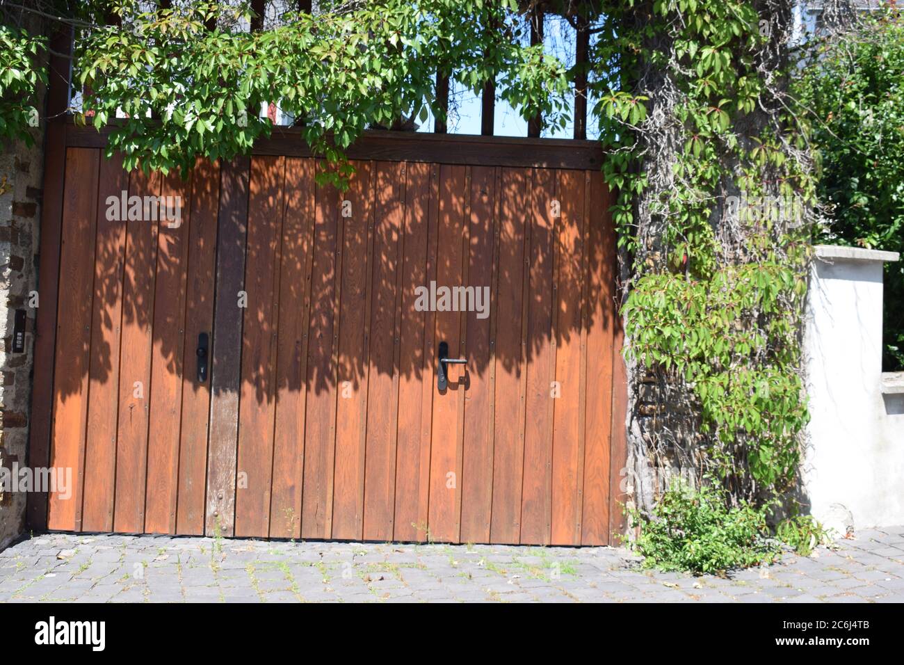 plant growing across at gate Stock Photo - Alamy