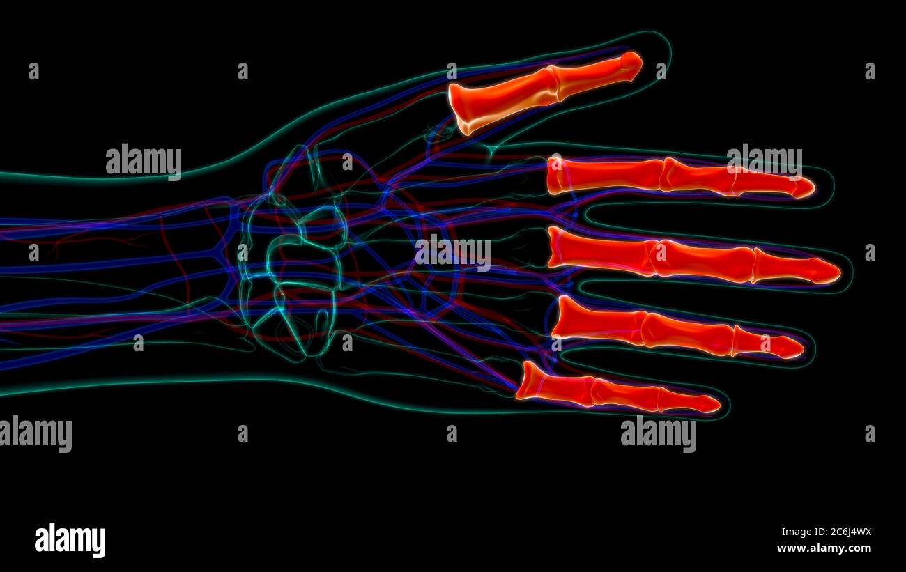 Human Skeleton Hand Phalanges Bone Anatomy For Medical Concept 3D ...