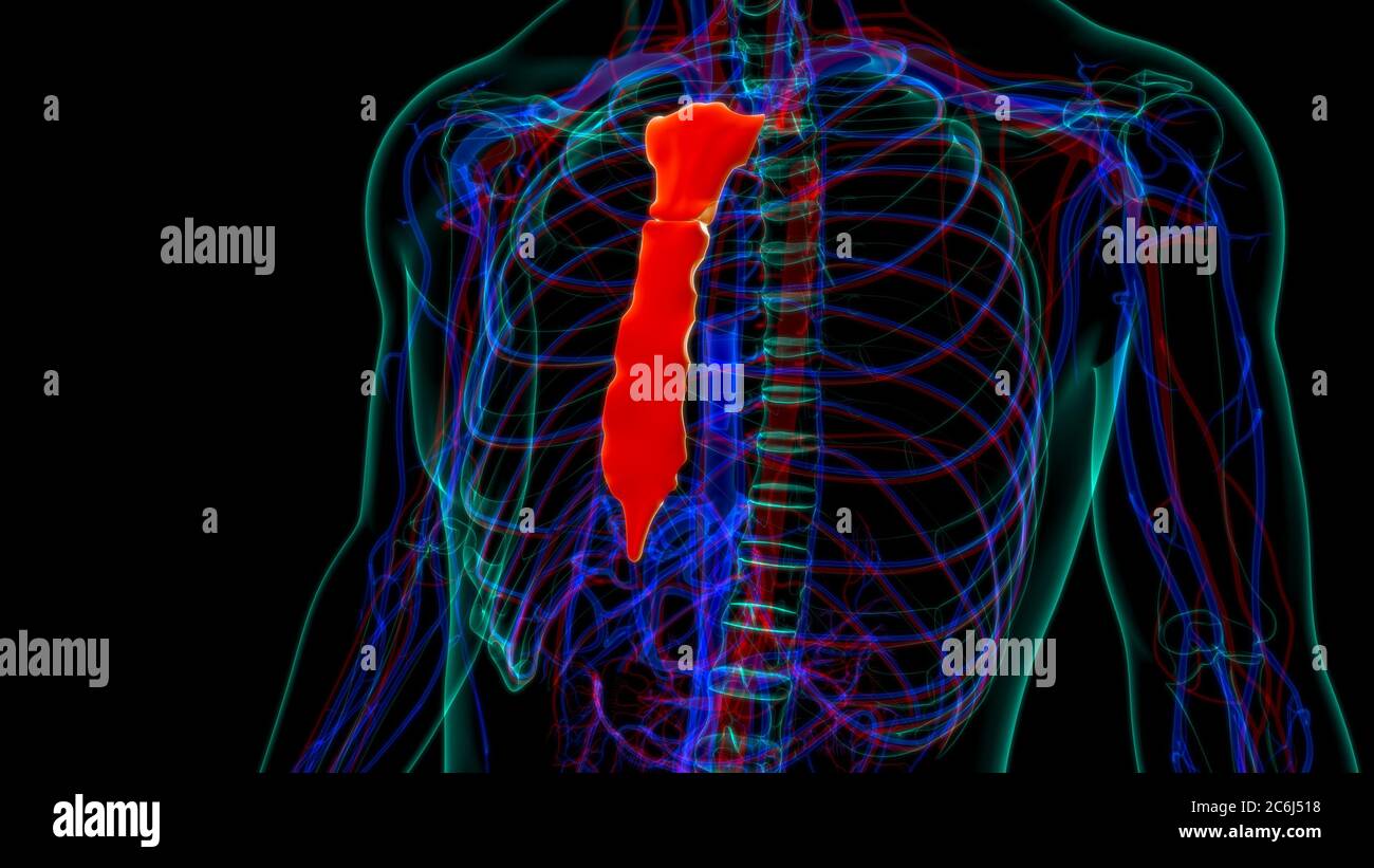 Human Skeleton Sternum Bone Anatomy For Medical Concept 3D Illustration ...