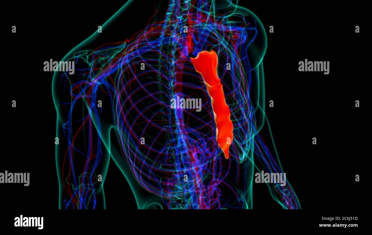 Human Skeleton Sternum Bone Anatomy For Medical Concept 3D Illustration ...