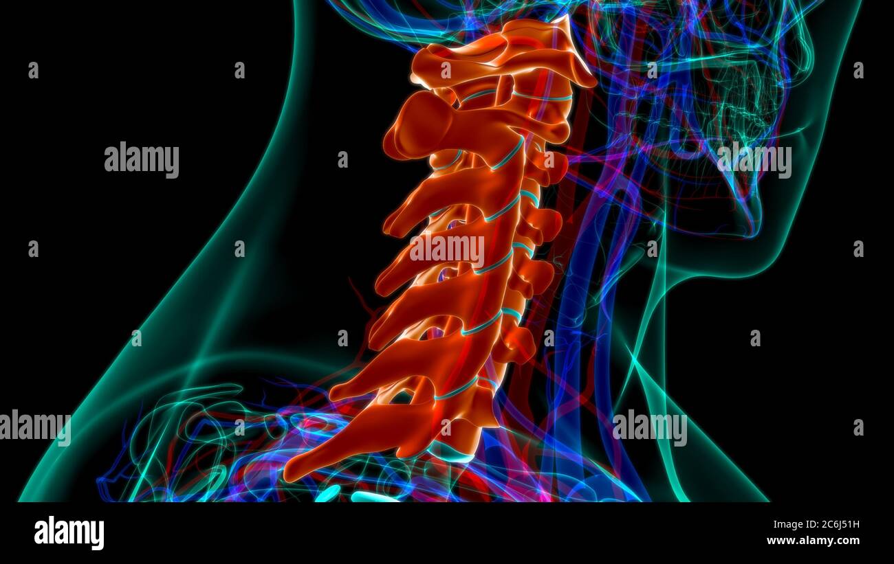 Human Skeleton Vertebral Column Cervical Vertebrae Anatomy Stock Photo ...