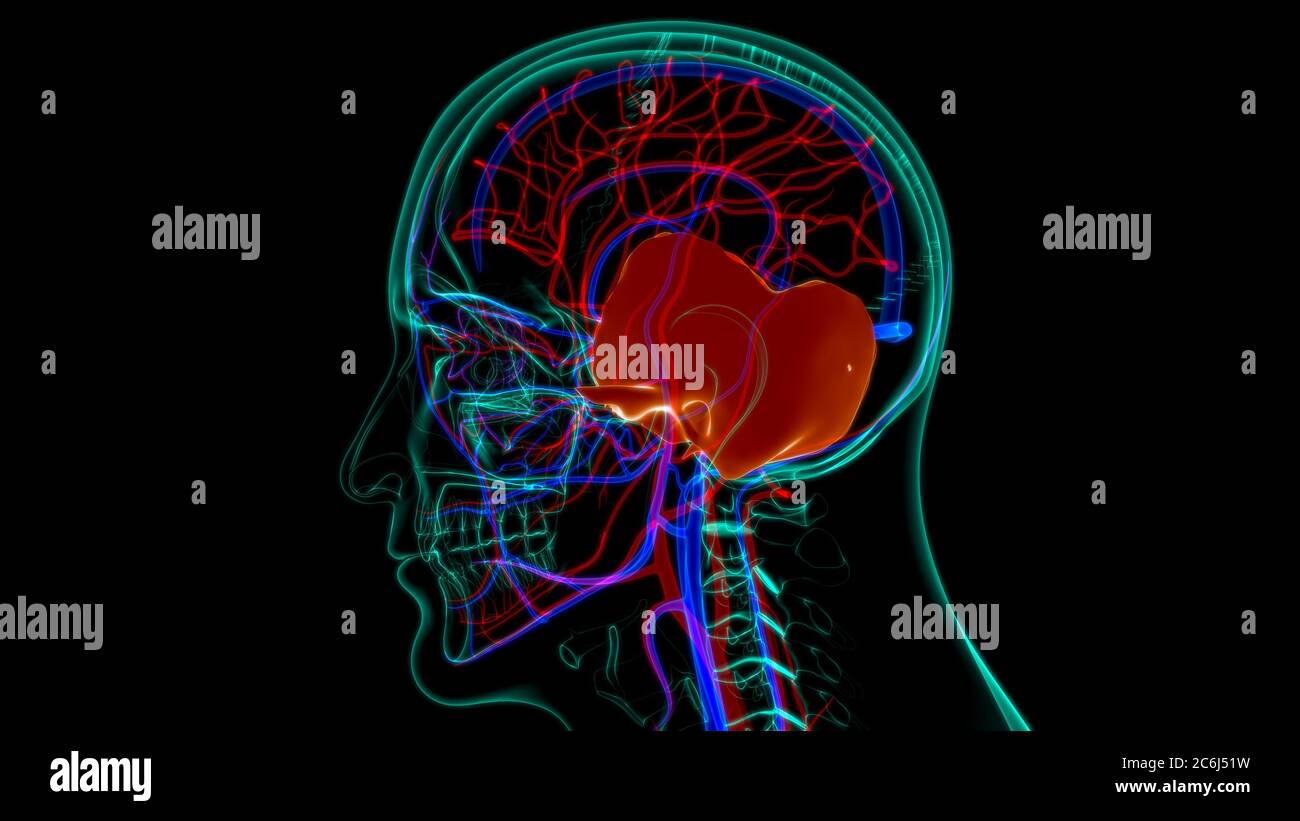 Human Skeleton Skull Temporal Bone Anatomy For Medical Concept 3D ...
