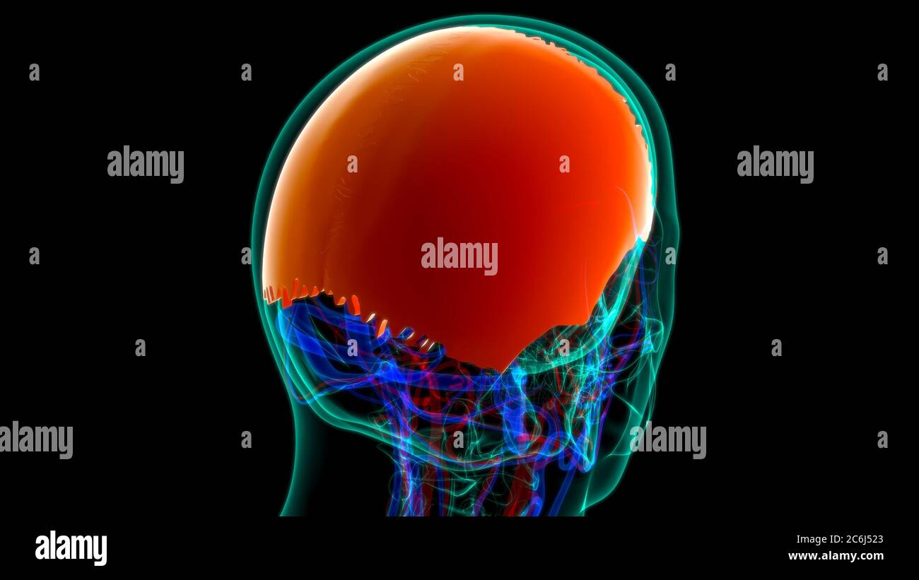Human Skeleton Skull Parietal Bone Anatomy For Medical Concept 3D ...