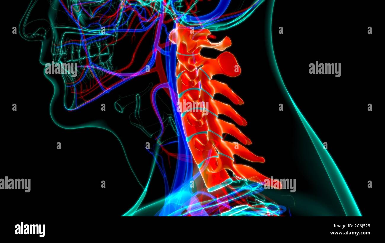Human Skeleton Vertebral Column Cervical Vertebrae Anatomy Stock Photo ...