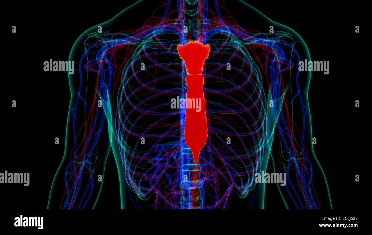 Human Skeleton Sternum Bone Anatomy For Medical Concept 3D Illustration ...