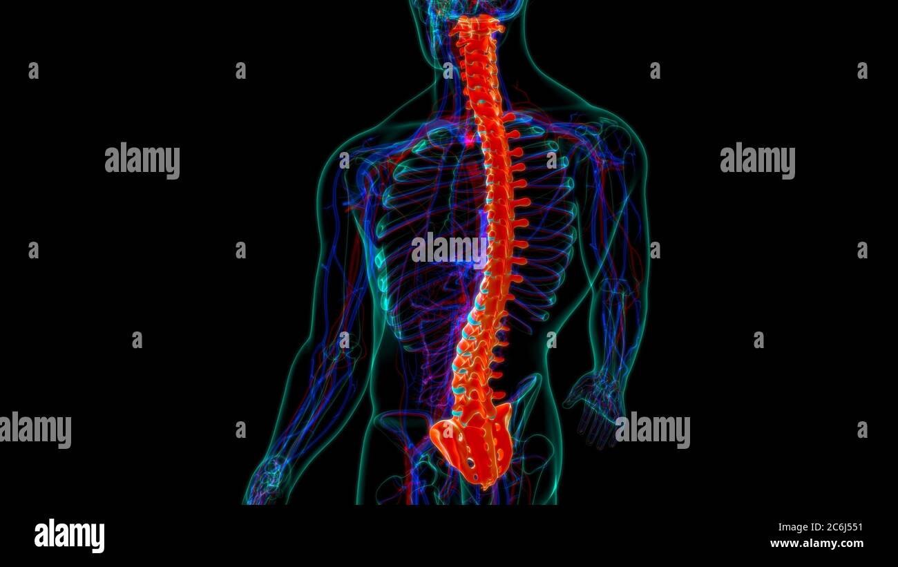 Human Skeleton Vertebral Column Vertebrae Anatomy 3D Illustration Stock ...