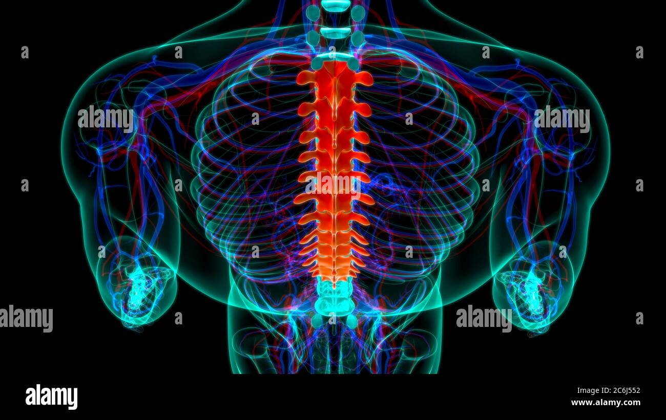 Human Skeleton Vertebral Column Thoracic Vertebrae Anatomy 3D ...