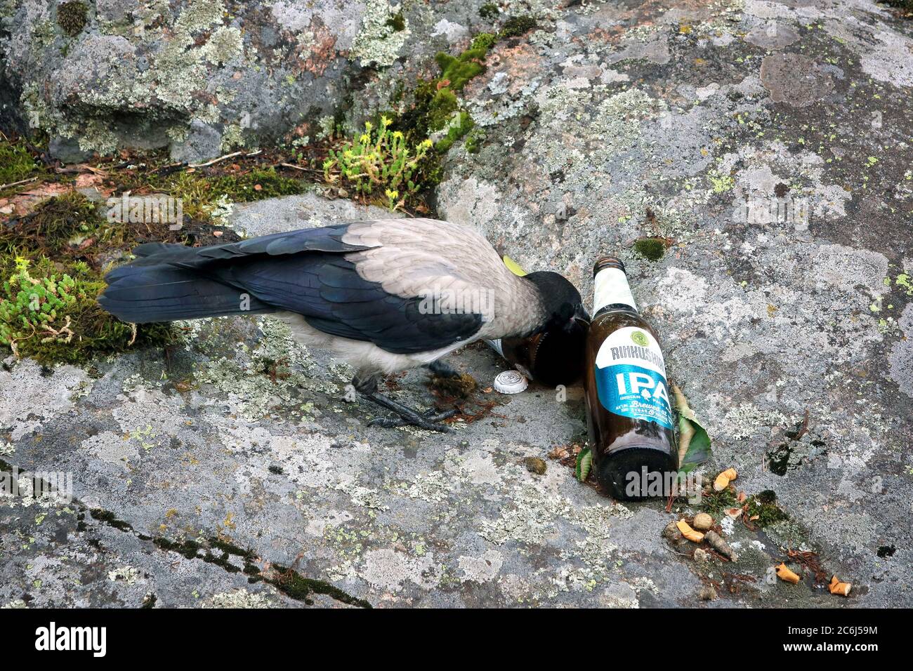 Crow drinking hi-res stock photography and images - Alamy