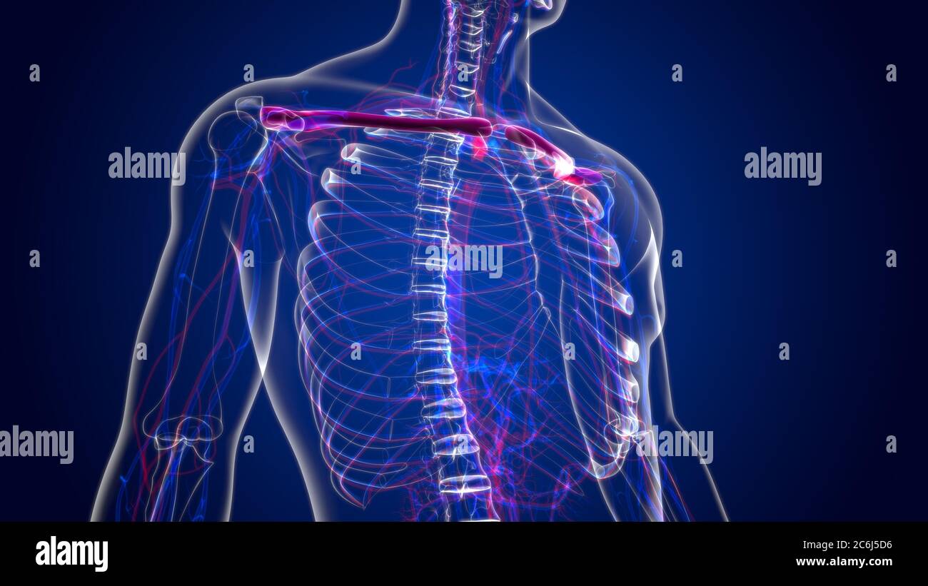 Human skeleton anatomy Clavicle Bones 3D Rendering For Medical Concept ...