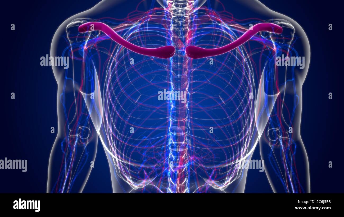 Human skeleton anatomy Clavicle Bones 3D Rendering For Medical Concept ...