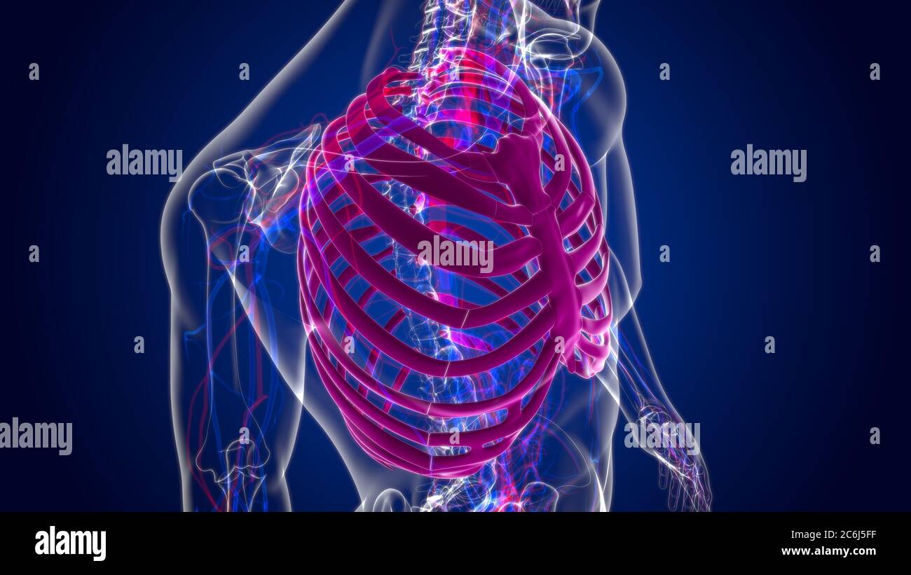 Human skeleton anatomy Rib Cage 3D Rendering For Medical Concept Stock ...