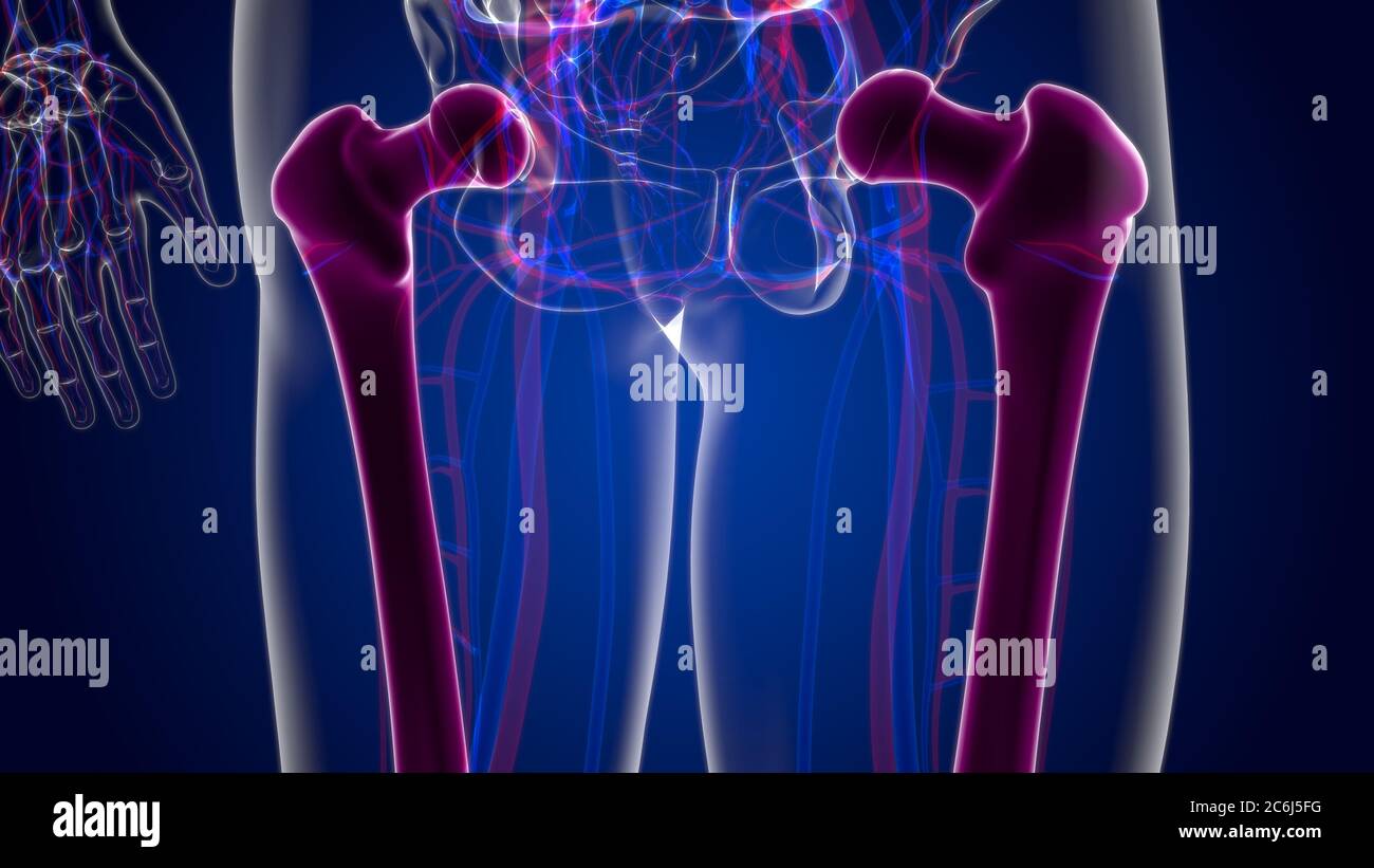 Human skeleton anatomy Femur Bone 3D Rendering For Medical Concept ...