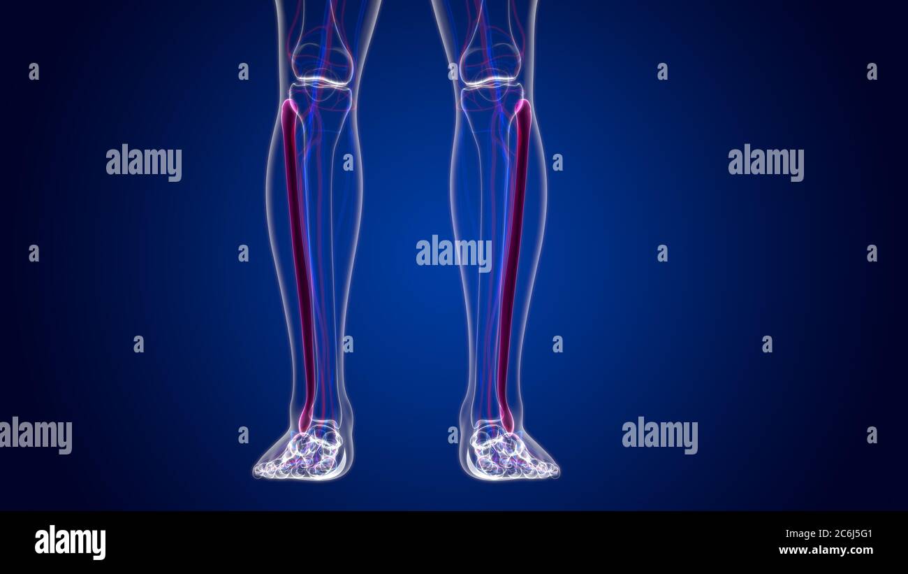 Human skeleton anatomy Fibula Bone 3D Rendering For Medical Concept ...